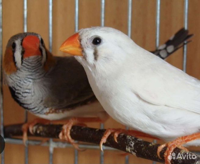 Зебровые амадины пара