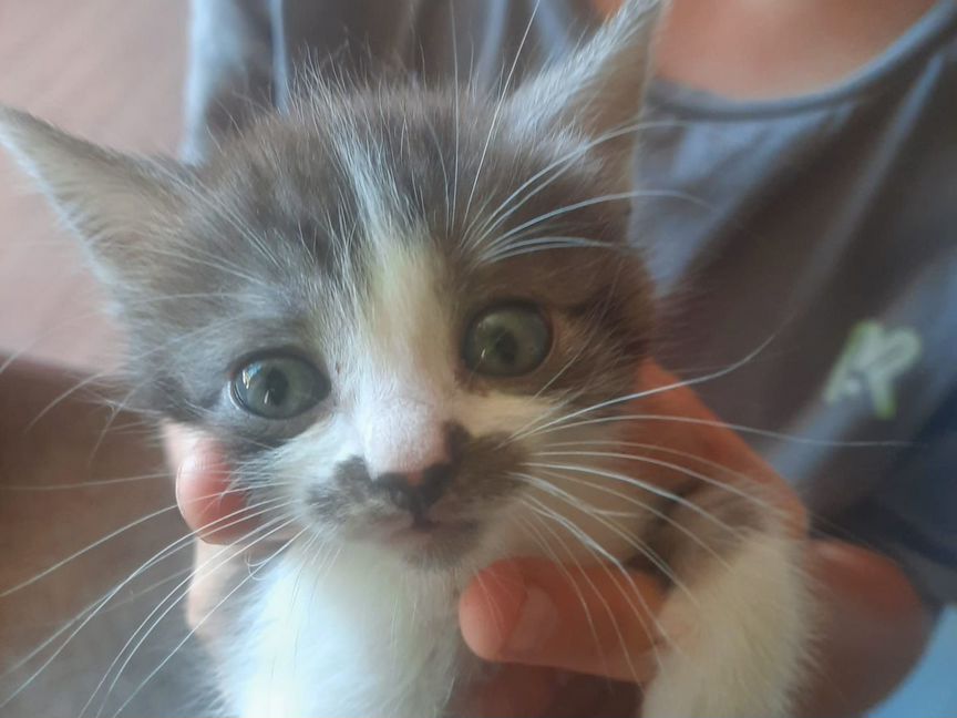 Котенок-котик