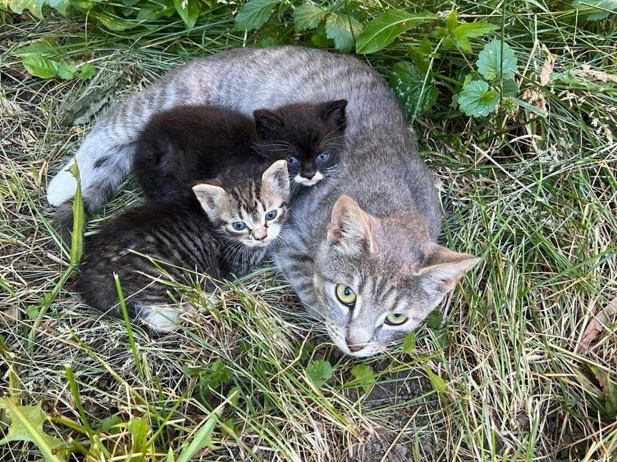 Котятки ищут дом