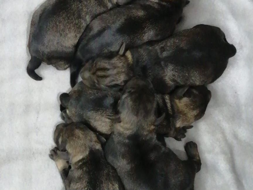 Щенки породы цвергшнауцер