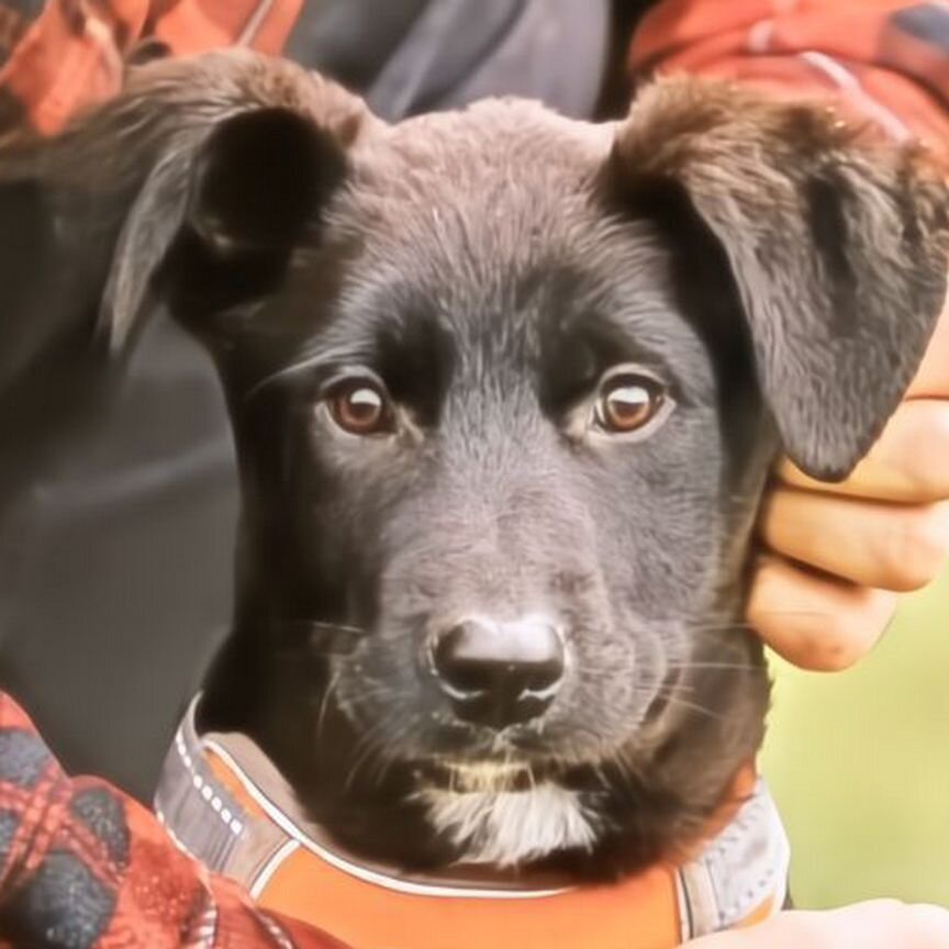 Щенок в добрые руки