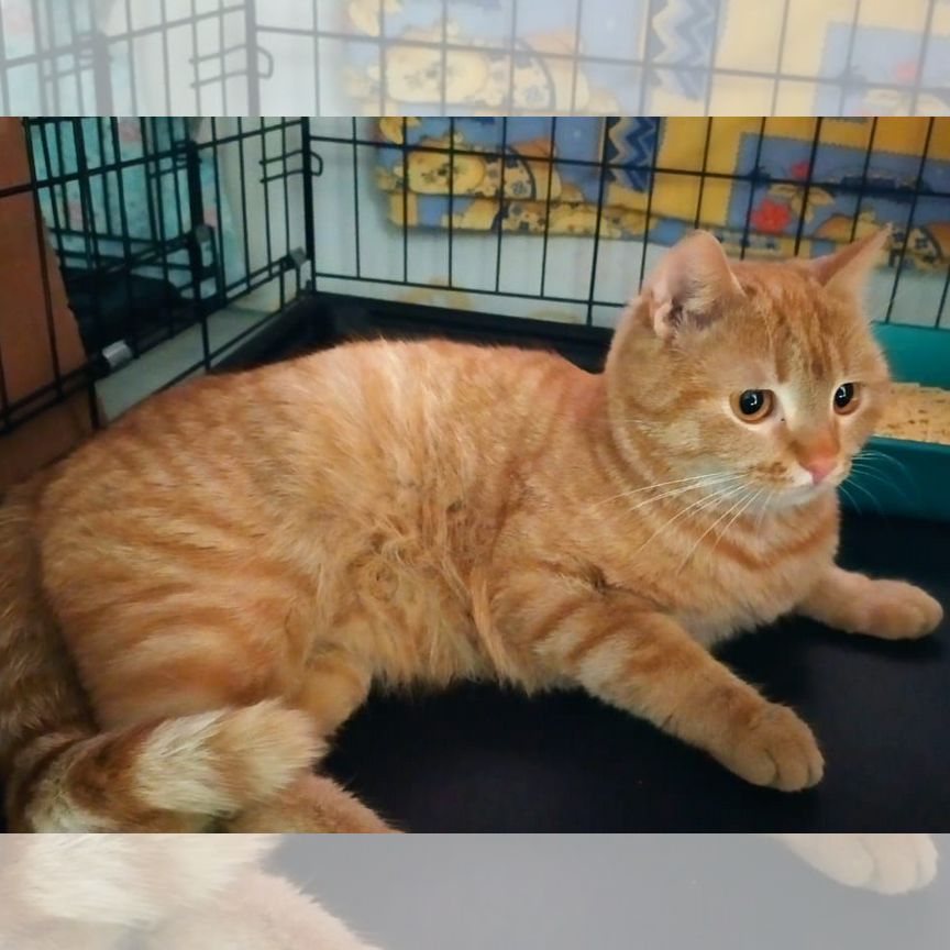 Кот с золотым характером