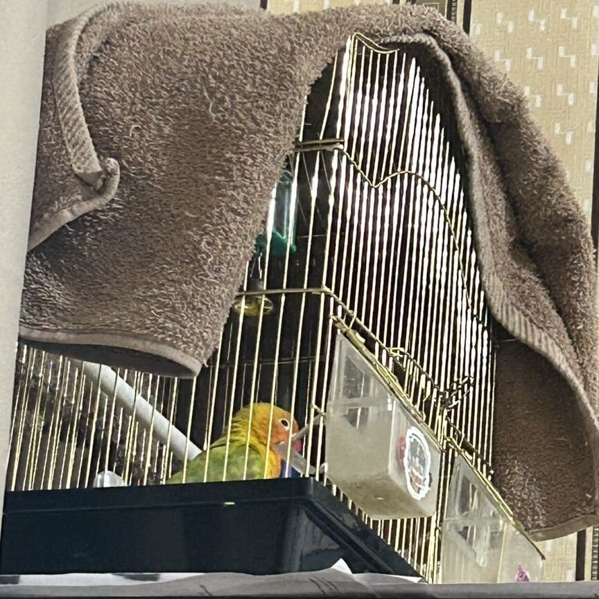 Попугай неразлучники с клеткой