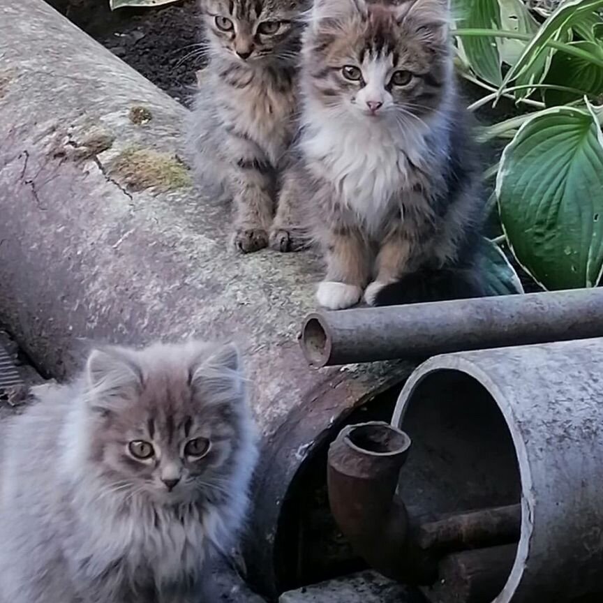 Котята 2 мес. котенок мальчик девочка в добрые