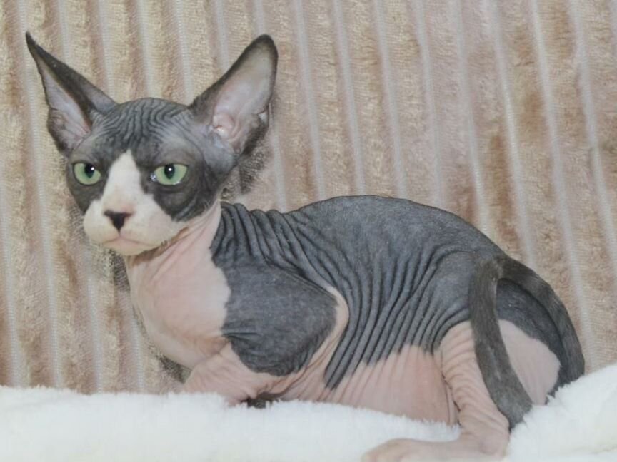 Мальчик-Зайчик