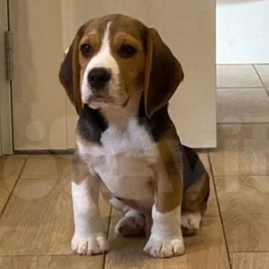 Бигль девочка