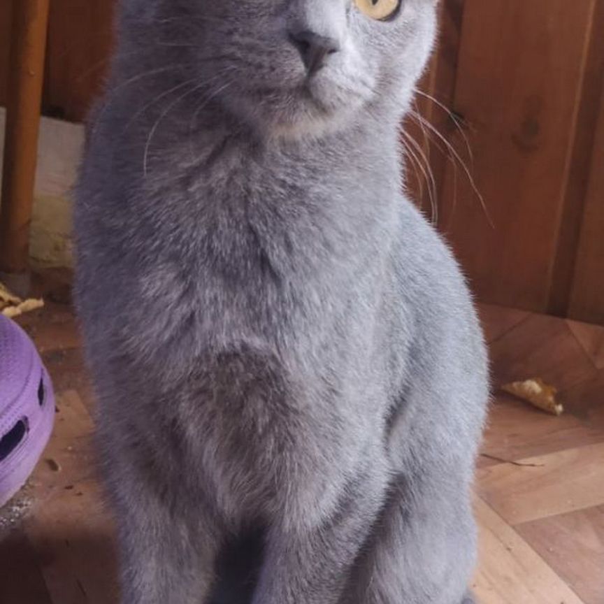 Котёнок на даче