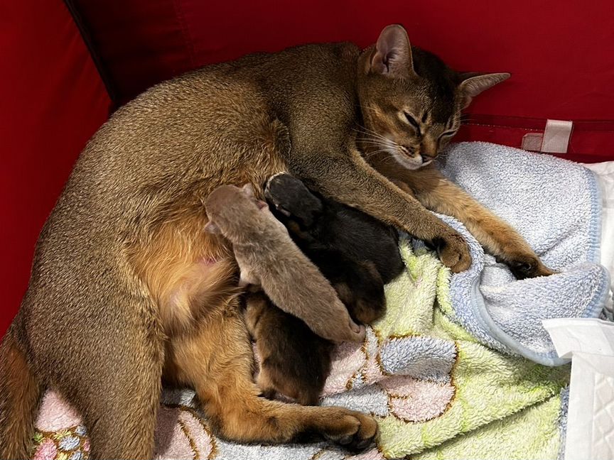 Абиссинские котята