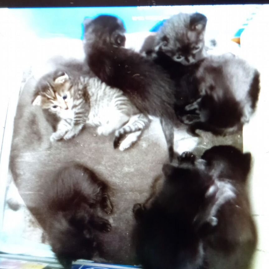 Отдам котята хорошие добрые руки