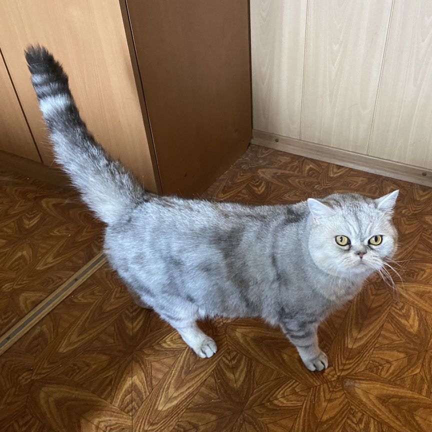Отдам кота бесплатно