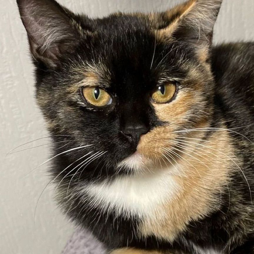 Маленькая ласкуша ищет дом, 6 мес