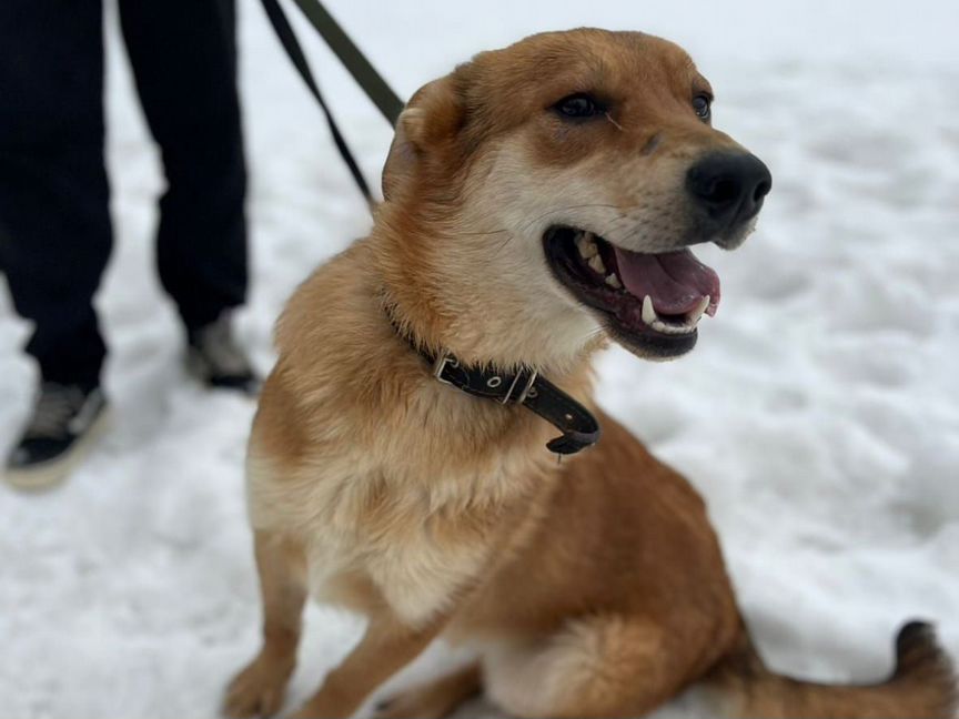 Щенок Крекер ищет дом