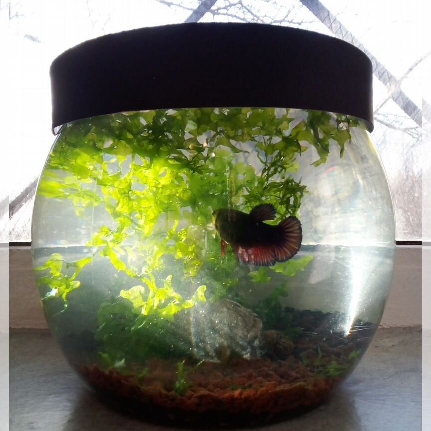 Рыбка петушок самка