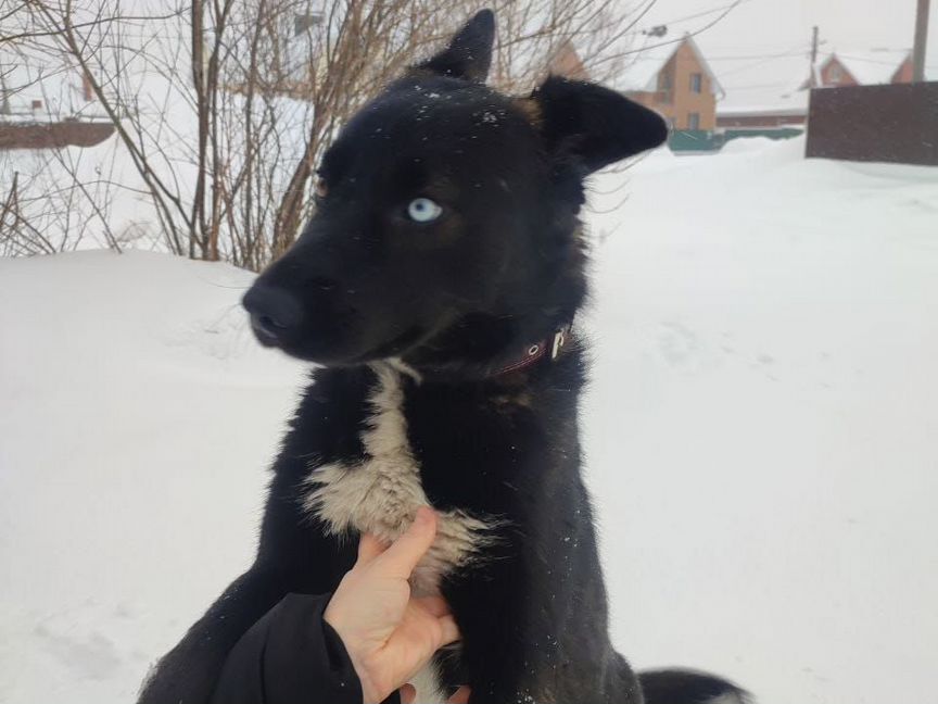 Собака