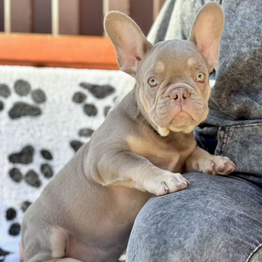 Французский бульдог щенки изабелла