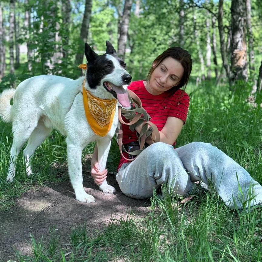 Добрый Бим хочет домой