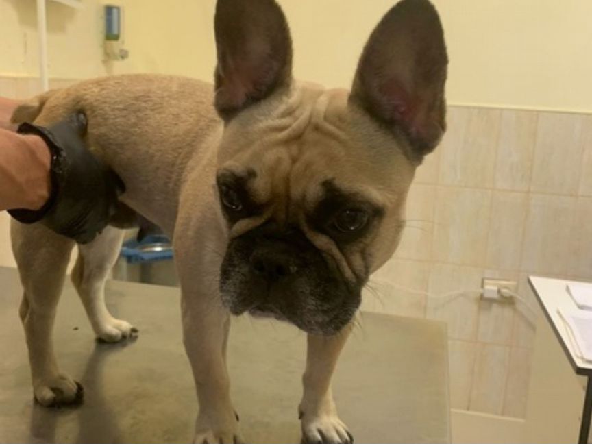 Французский бульдог бесплатно