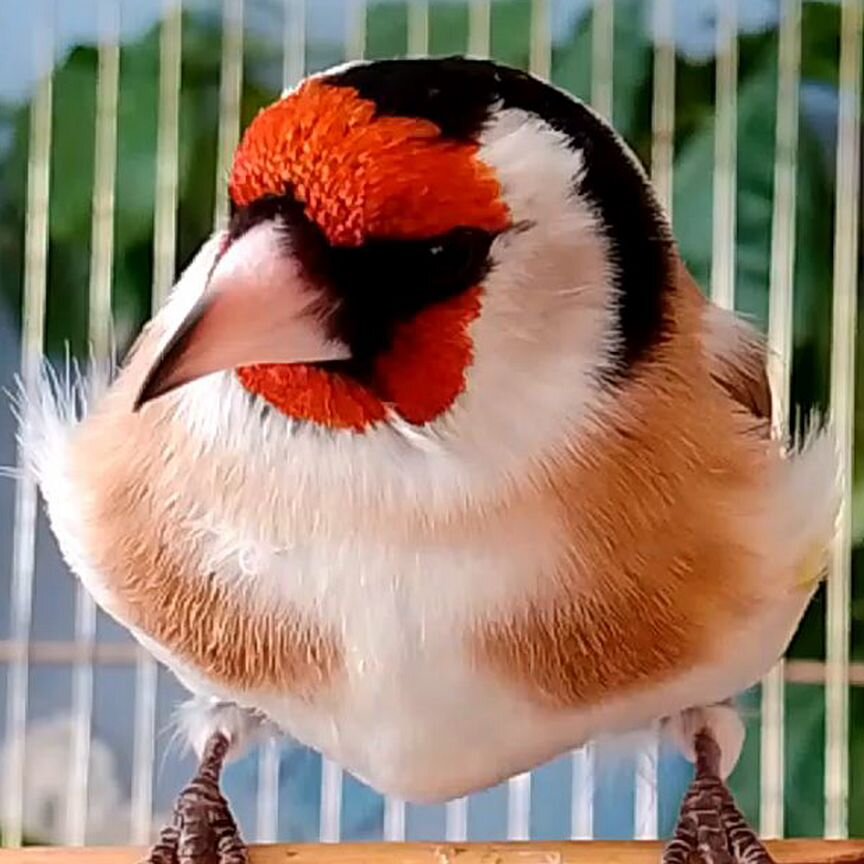 Щегол певчий