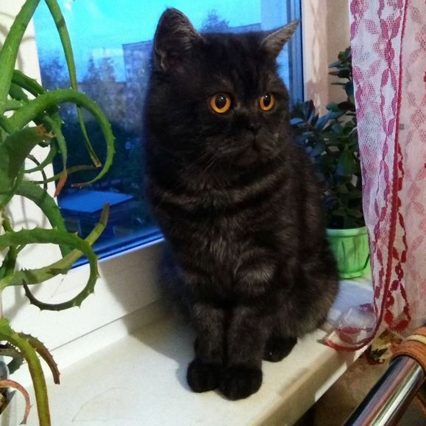 Отдам шотландских кошек