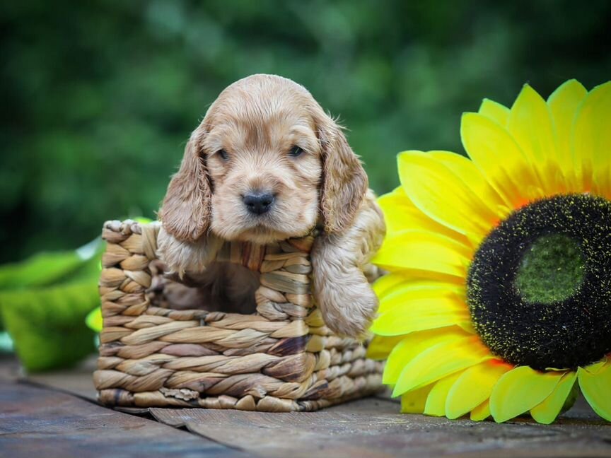 Кокер спаниель