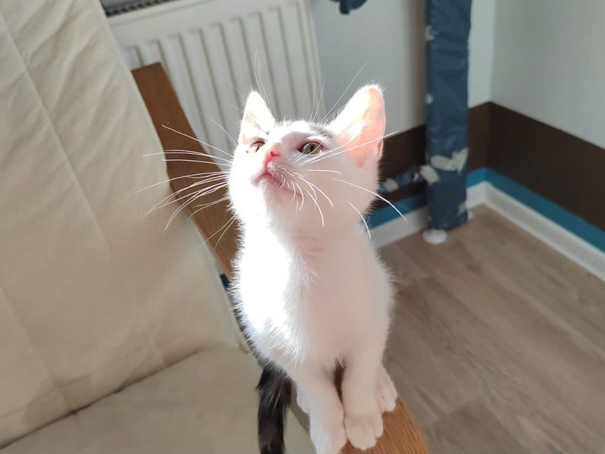 Кошка котята