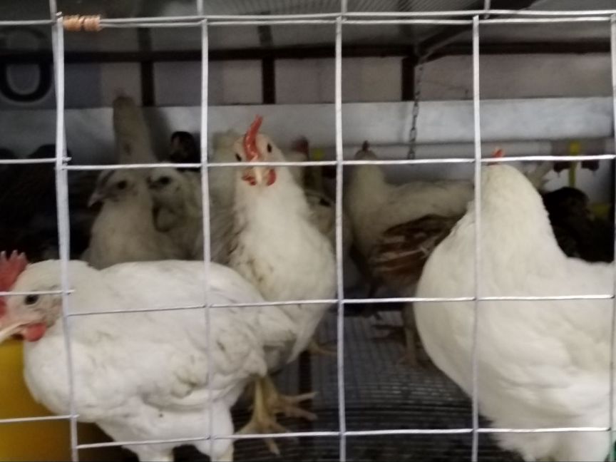 Породистые Молодки Куры