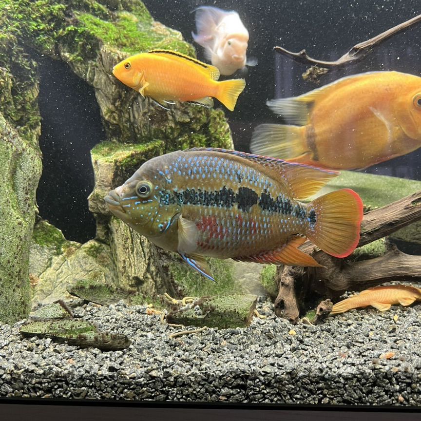 Рыба Сальвини