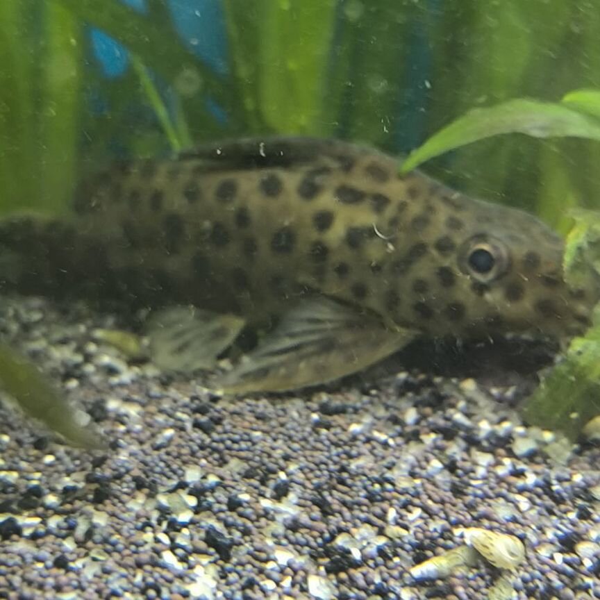 Продам сома