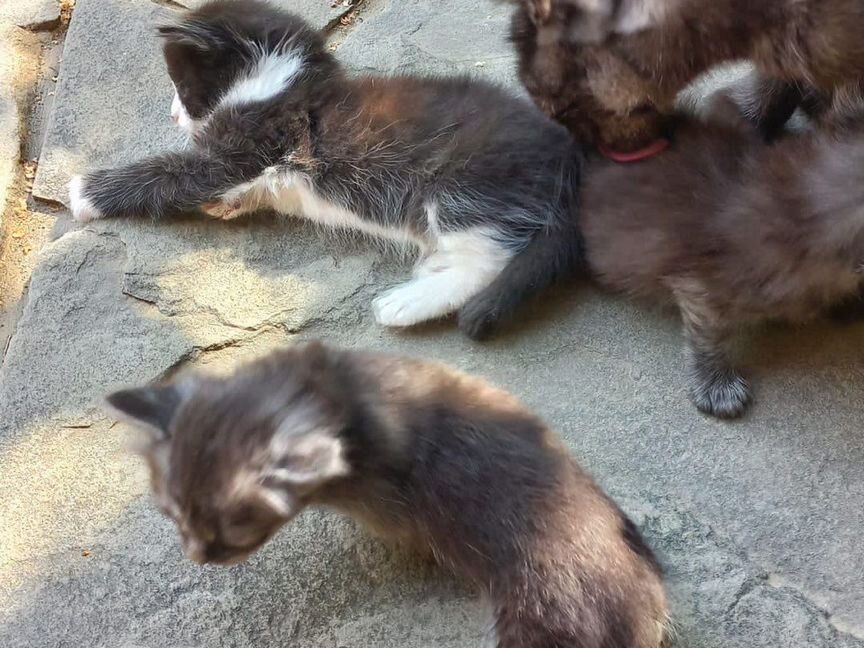 Кошка в дар бесплатно
