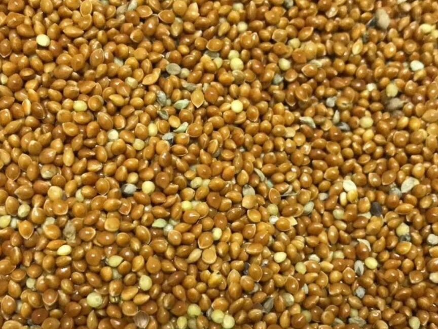 Продам просо 400 тонн