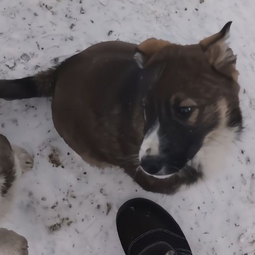 Лайка, щенок