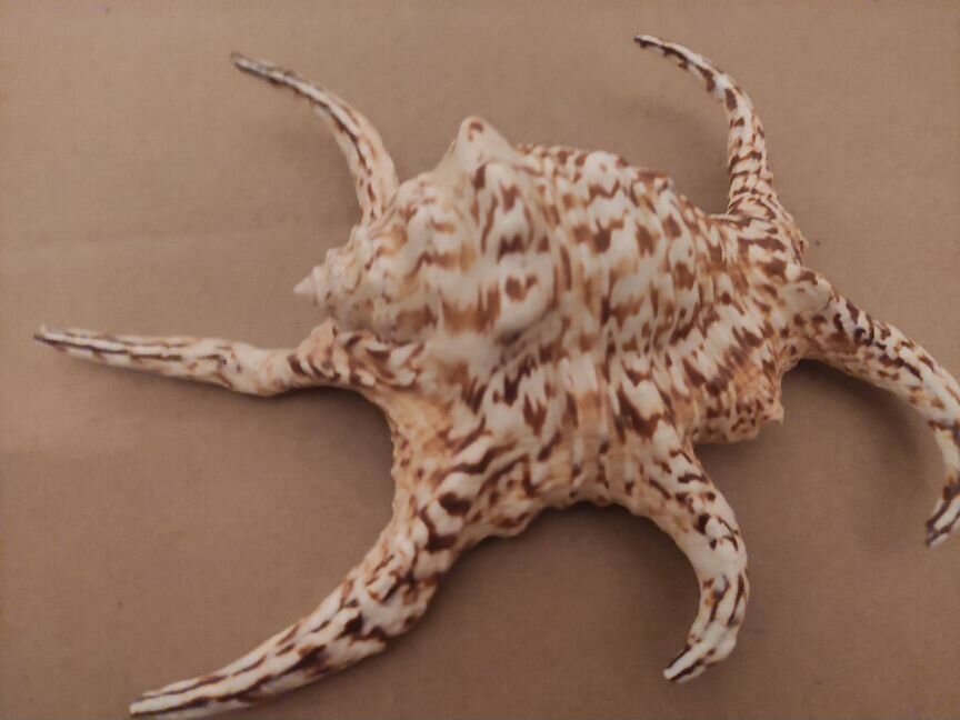 Коралл балянус