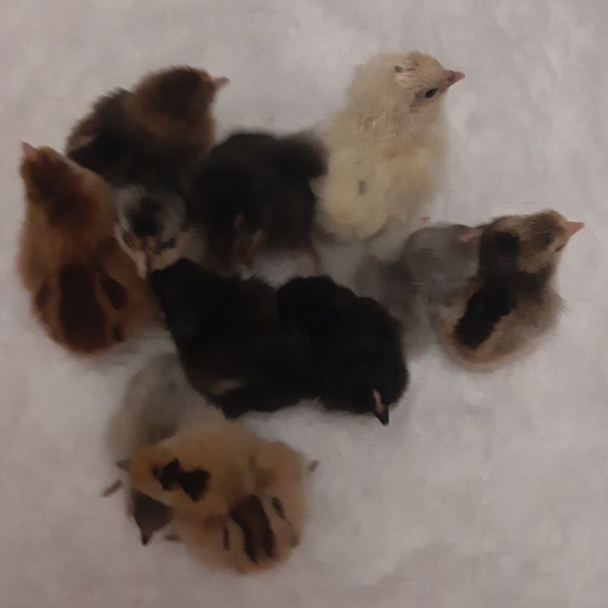 Цыплята суточные помесные