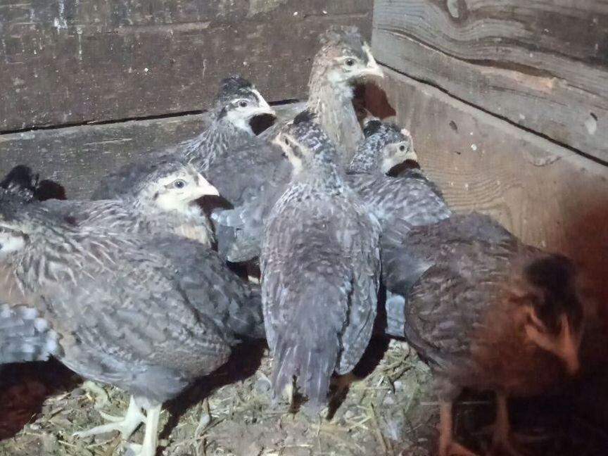 Цыплята Легбар