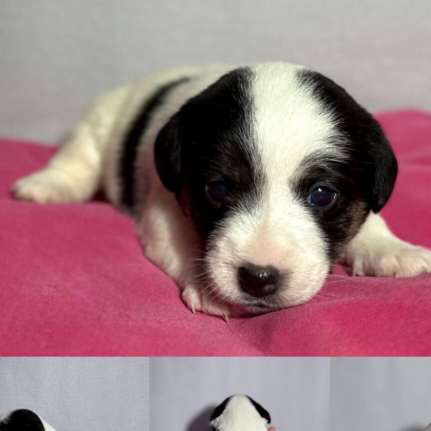 Джек-рассел-терьер, щенок