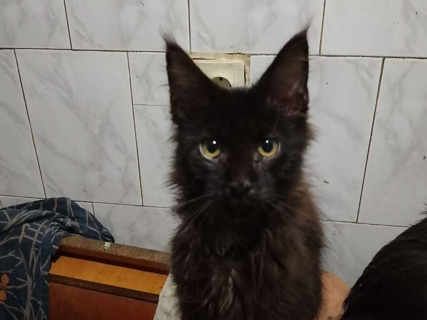 Котята мейн-кун