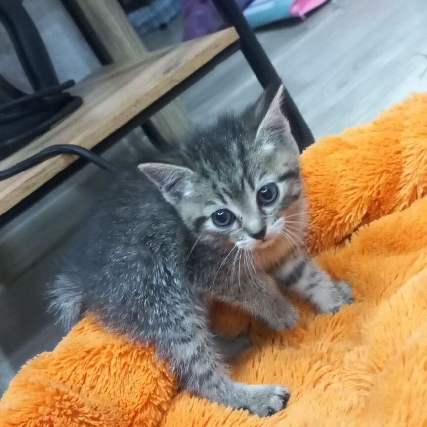 Отдам в добрые руки
