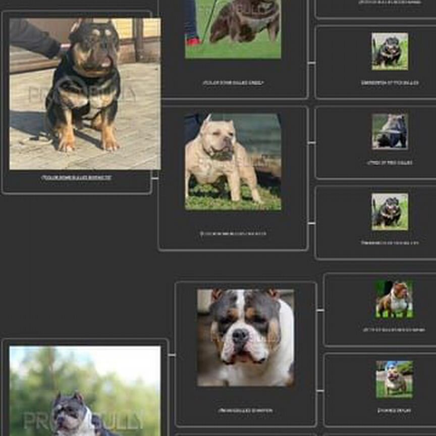 Американский булли