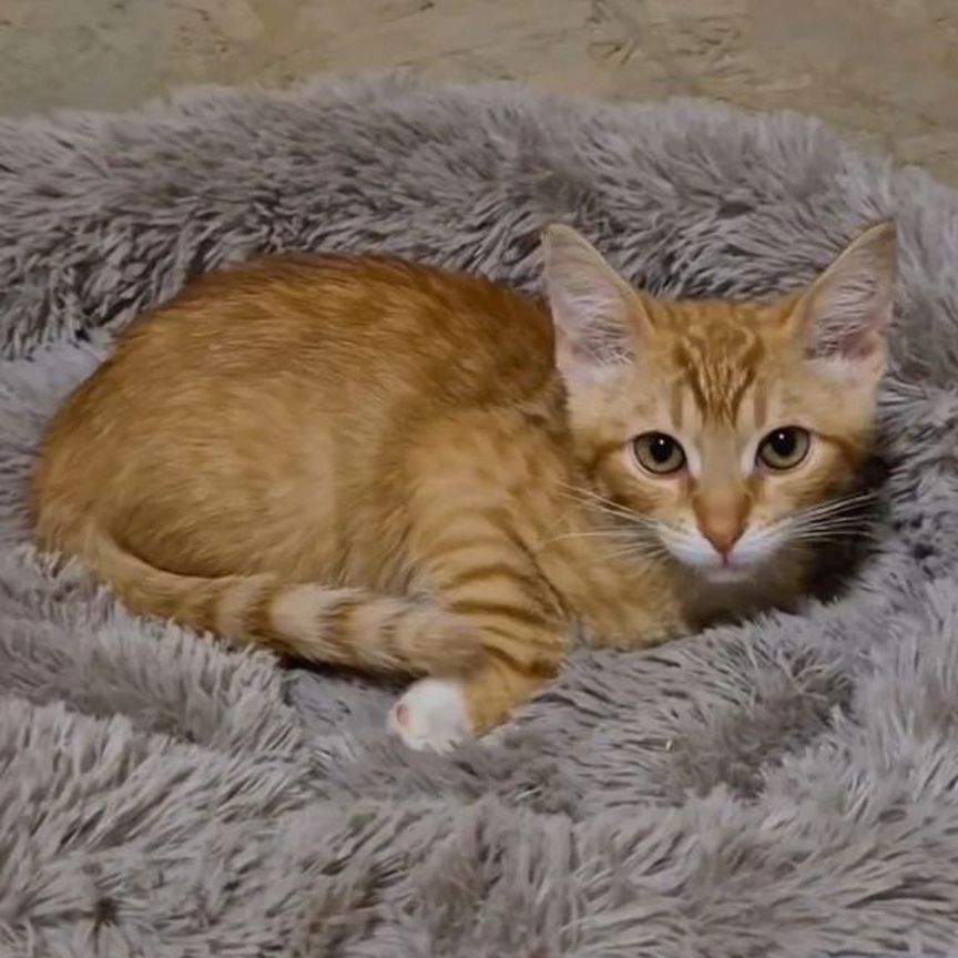 Котёнок в добрые руки