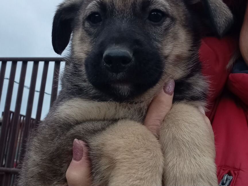 Щеночки,пушистики,3 мес