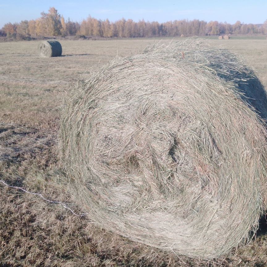 Сено в рулонах