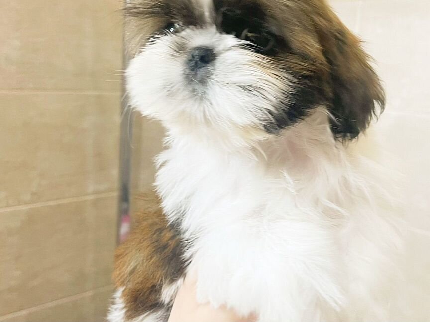 Ши-тцу мини девочка