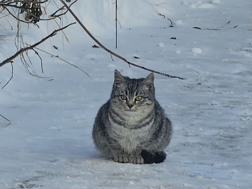 Котята 6 мес очень красивые