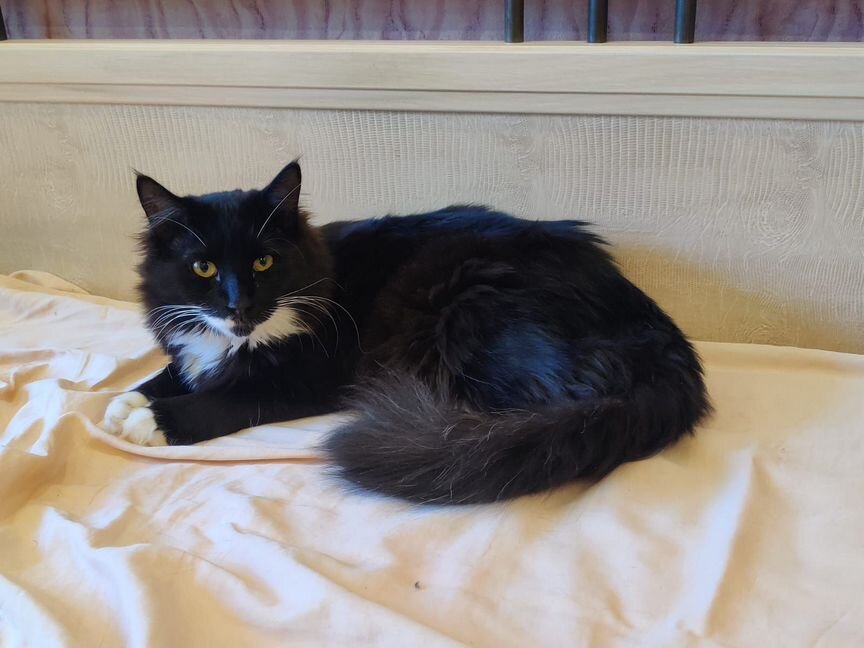 Кот в добрые руки