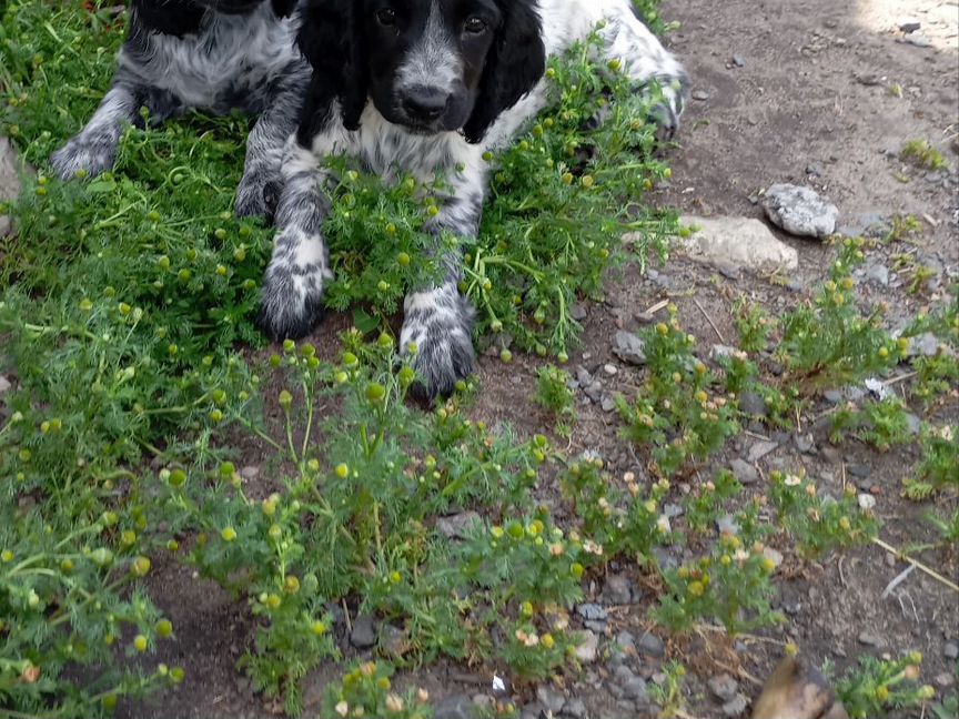 Русский охотничий спаниель щенки