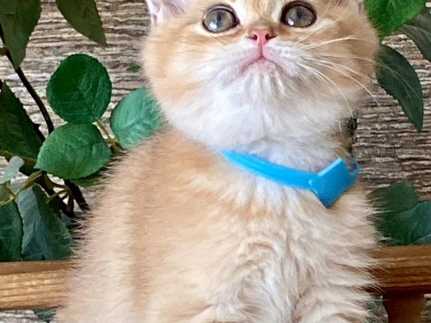 Весельчак британский котик