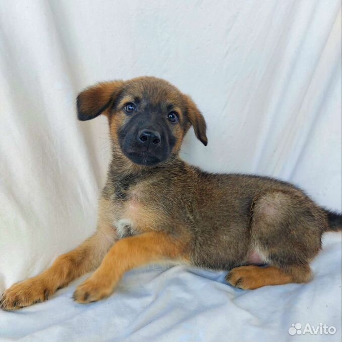 Не Бельгийская овчарка щенок