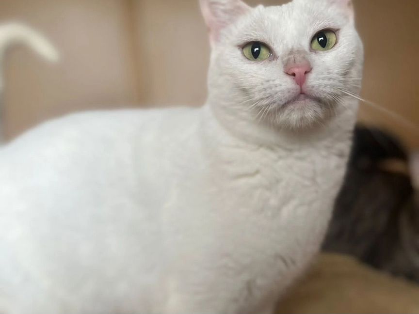 Кошка в добрые руки