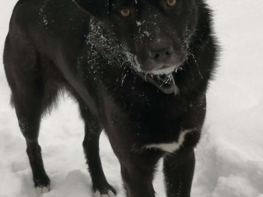 Милочке нужен дом