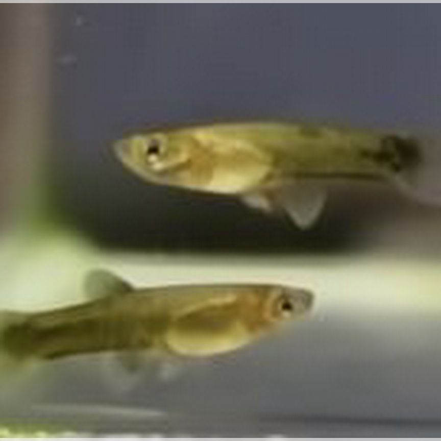 Мальки гуппи